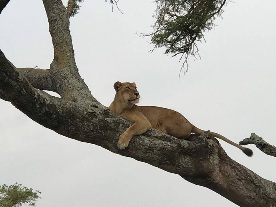 Uganda Safari: A Visit to Tree Climbing Lions in Ishasha Sector