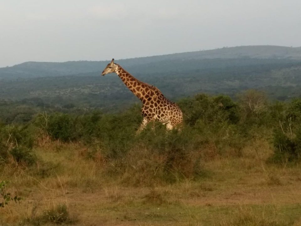 1 Day Akagera National Park Tour: Touring Wild Life & Boat Trip