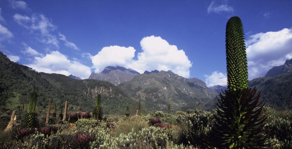 Mountain Rwenzori National Park Hiking Margherita Peak