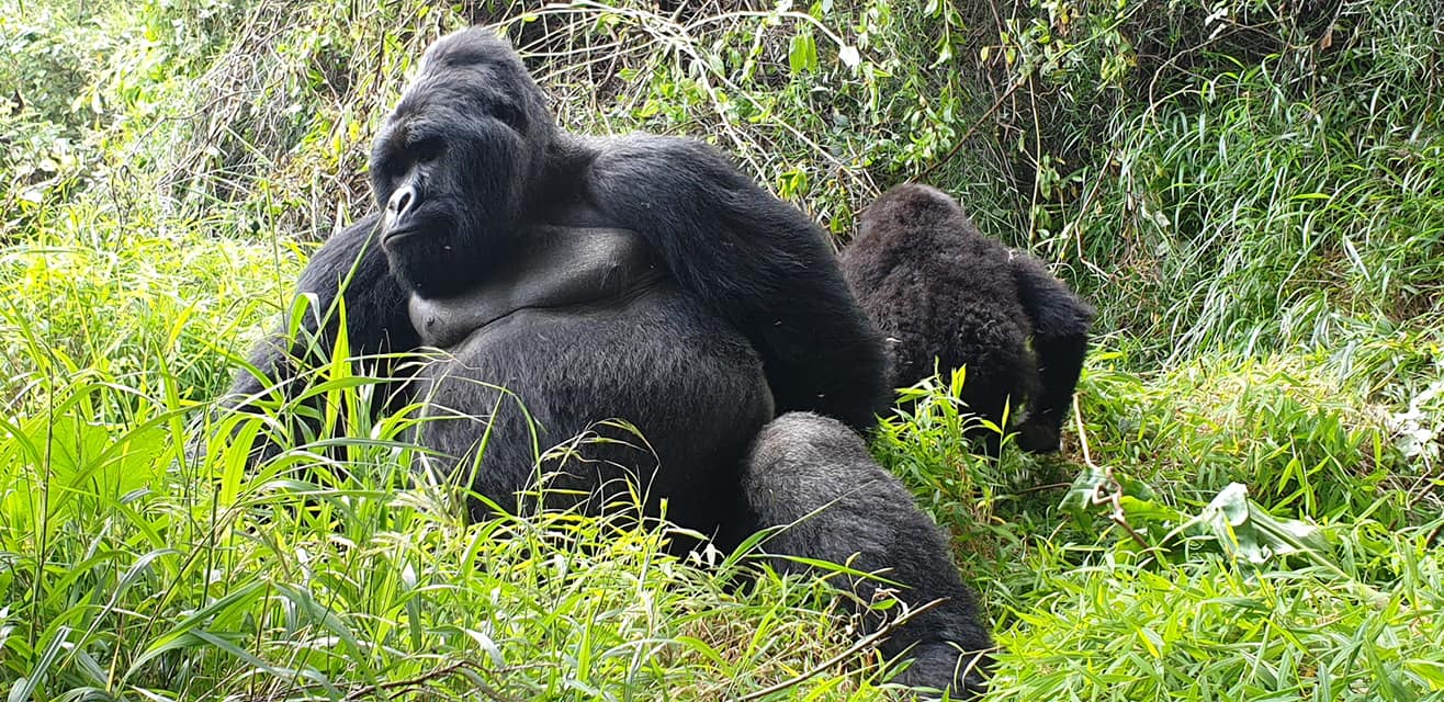 Rwanda Gorillas stay in Volcanoes National Park Mountains