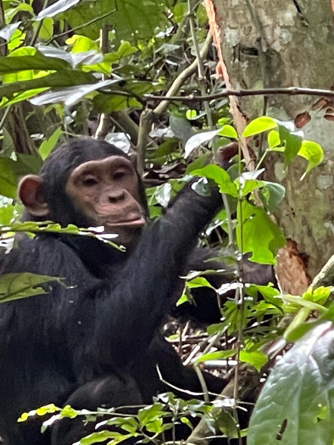 Uncover the Secrets of Uganda's Chimpanzee Habituation